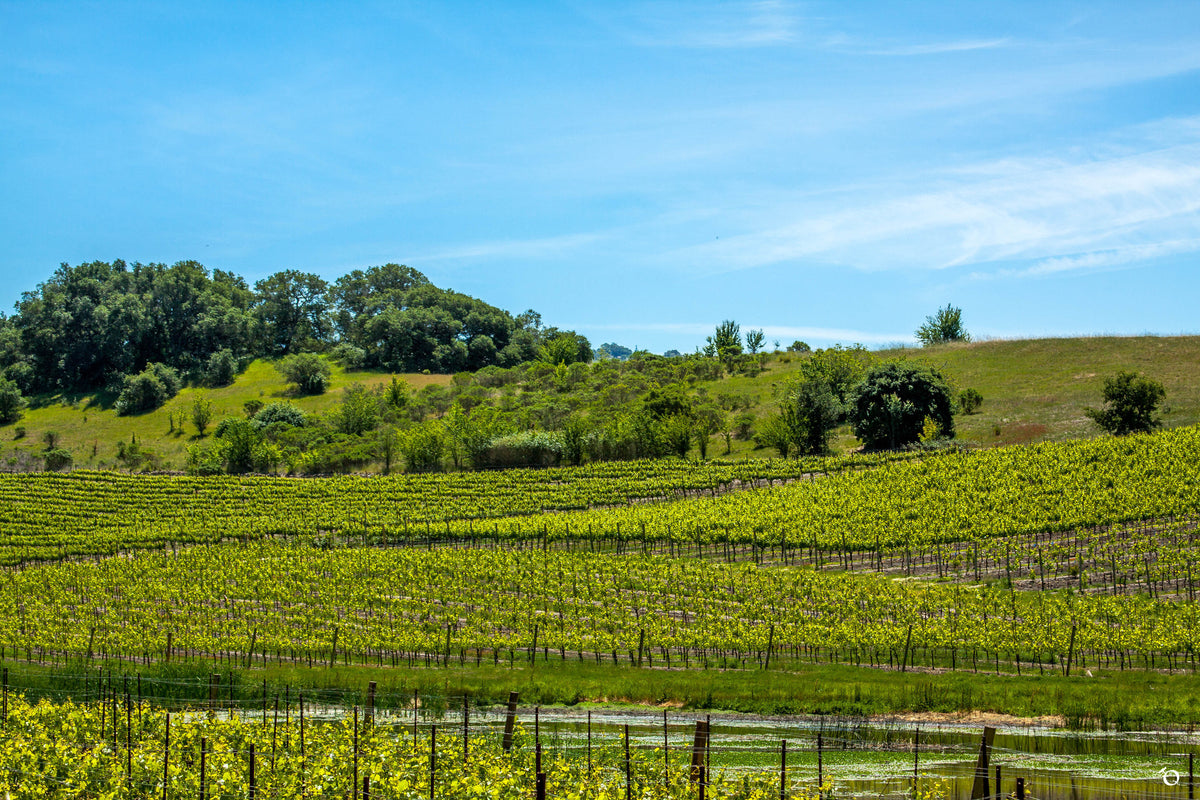 Bennett Valley – Qorkz