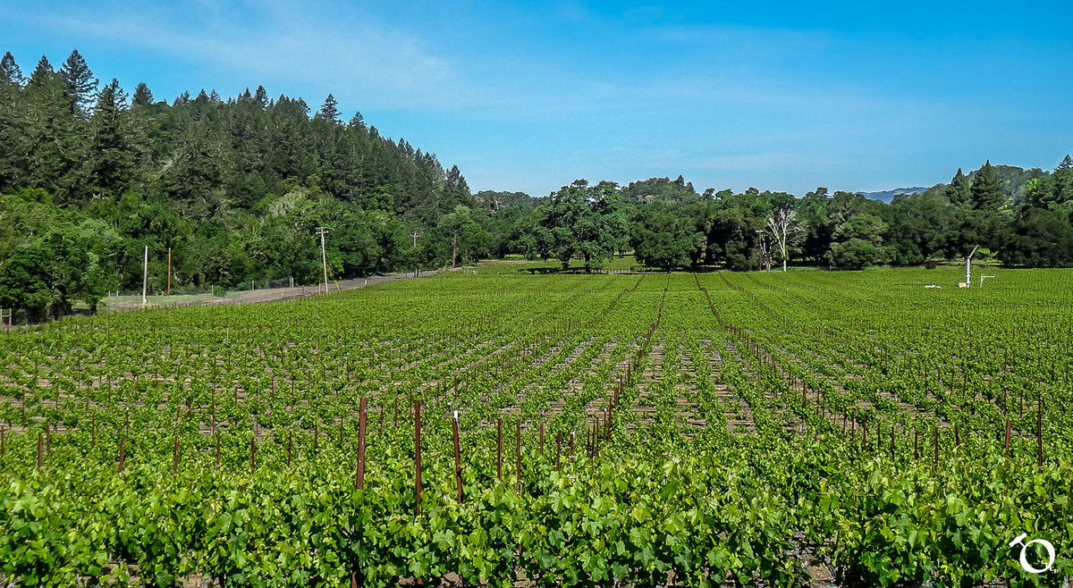 Knights Valley – Qorkz