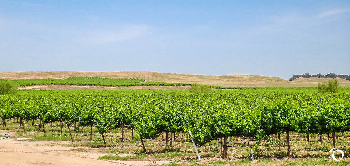 Sloughhouse – Qorkz